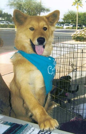 Three Legged Dog Chuy Recovers from Legg Calve Perthes FHO surgery