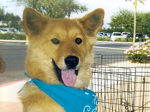 Three Legged Dog Chuy Recovers from Legg Calve Perthes FHO surgery