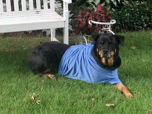 Free Rehab Evaluation for Tripawd Rottie Arthur
