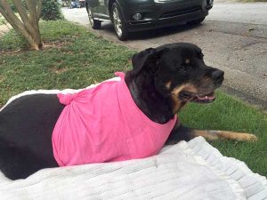 Free Rehab Evaluation for Tripawd Rottie Arthur