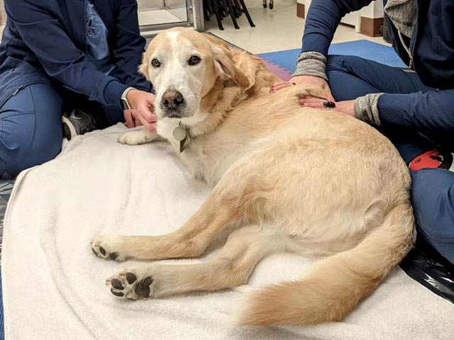 Free Tripawd Rehab Session Helps Senior Pup Ranger