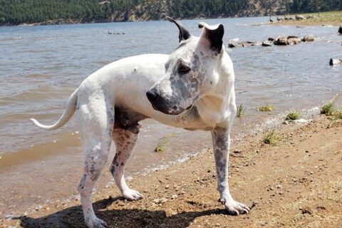 In Honor of King Louie - Tripawds Foundation