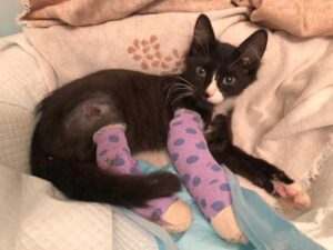 ASAP Grant for General Tso the Three Legged Kitten - Tripawds Foundation