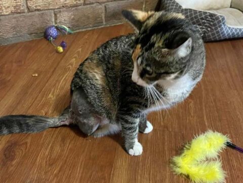 Feline Amputation Surgery for Pebbles with Help from Tripawds