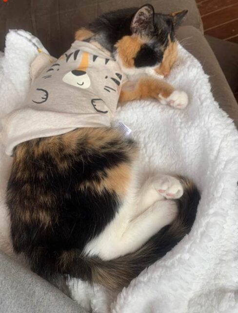 Cat Limb Amputation Surgery for Juliette - Tripawds Foundation