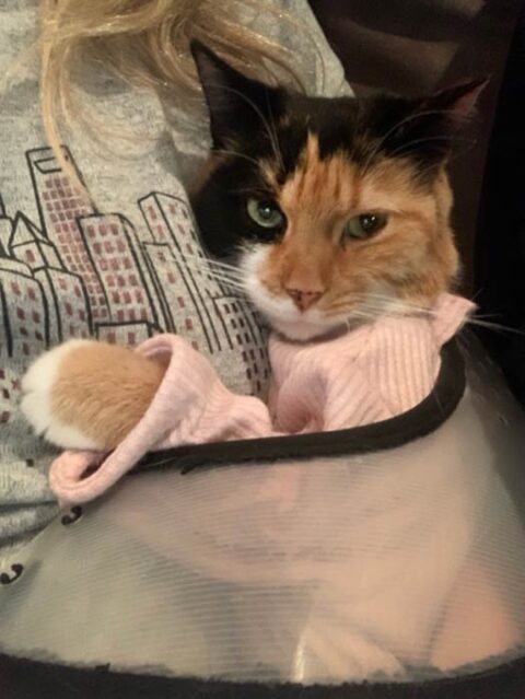 Cat Limb Amputation Surgery for Juliette - Tripawds Foundation