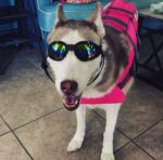 In Honor of Skyy - Tripawds Foundation