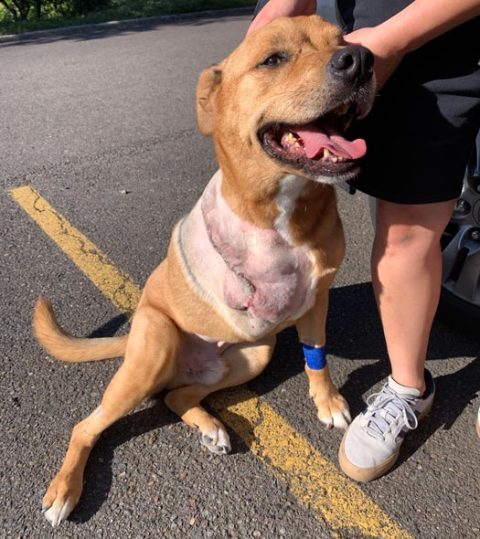 Rosco Doggo Gets Help for Front Limb Amputation Surgery