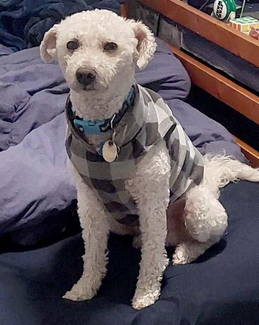 Miracle Tripawd Buddy Benefits from ASAP Grant