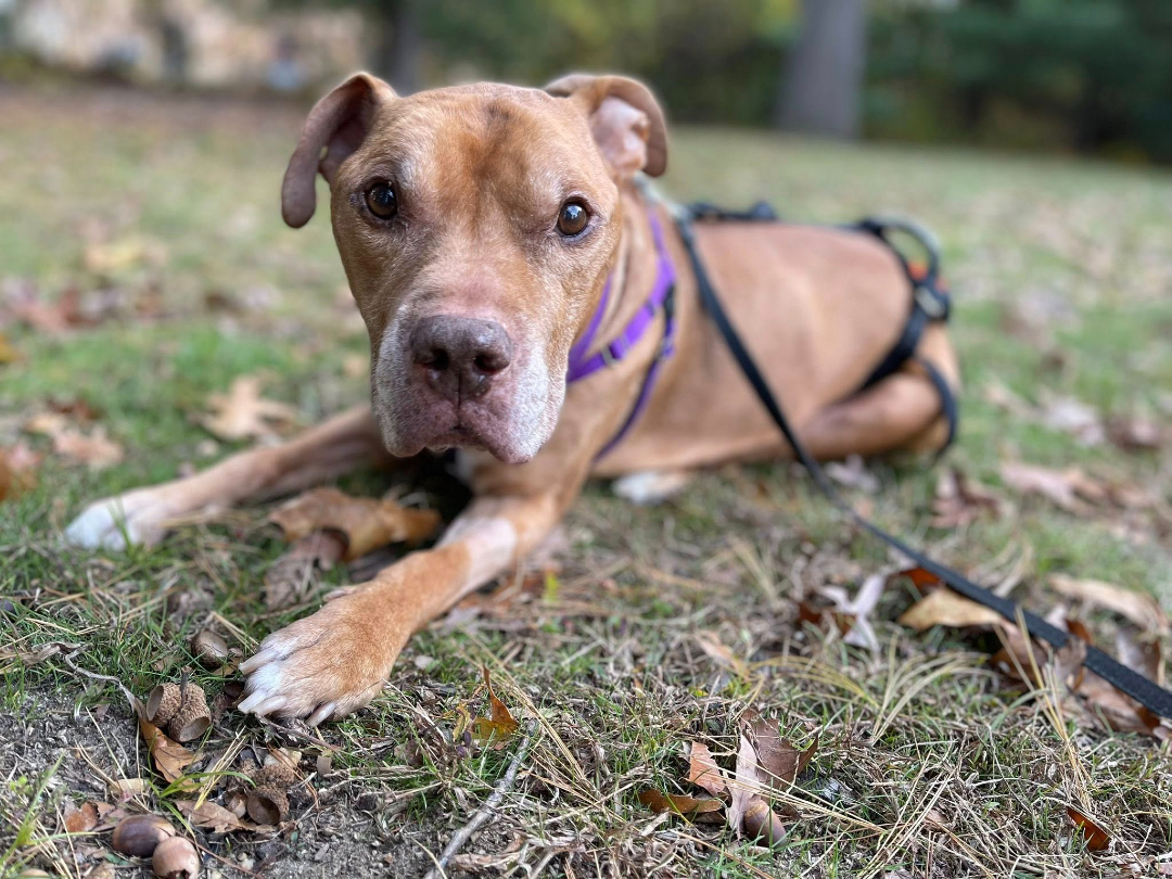 Tripawd Teddy Loves the Gift of a Kaiserin Care Package - Tripawds ...